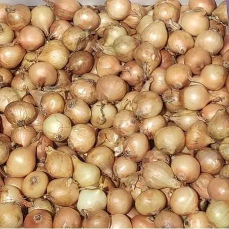 Oignons 'Grelot' Jaunes